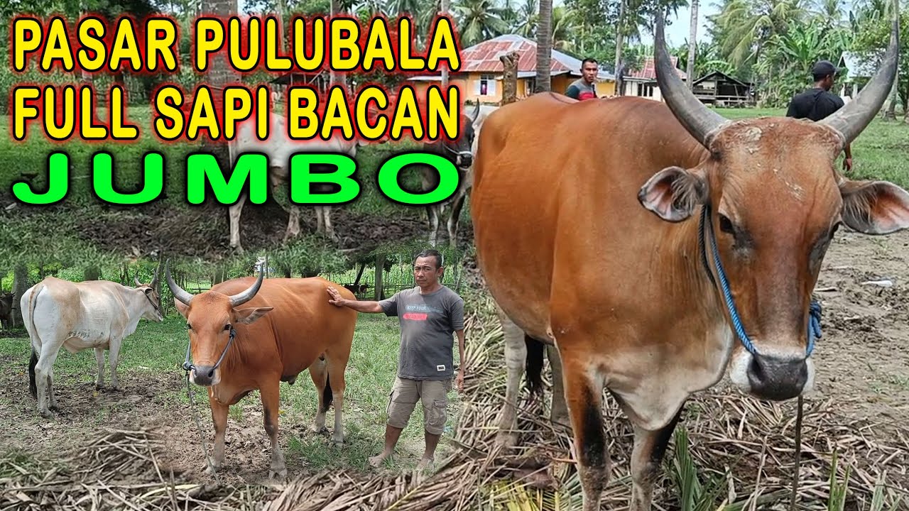 FULL SAPI BACAN !! Pasar Sapi Pulubala Gorontalo - YouTube
