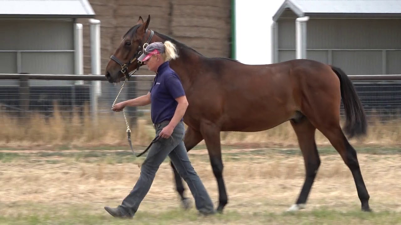Lot 259 Used To Me FRA x Aspiring Eva NZ Colt - YouTube