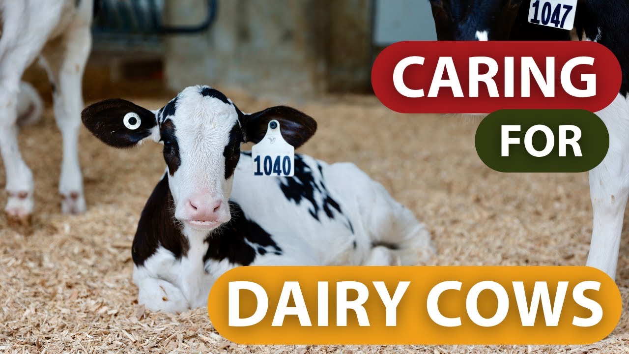 CARING FOR DAIRY COWS - YouTube