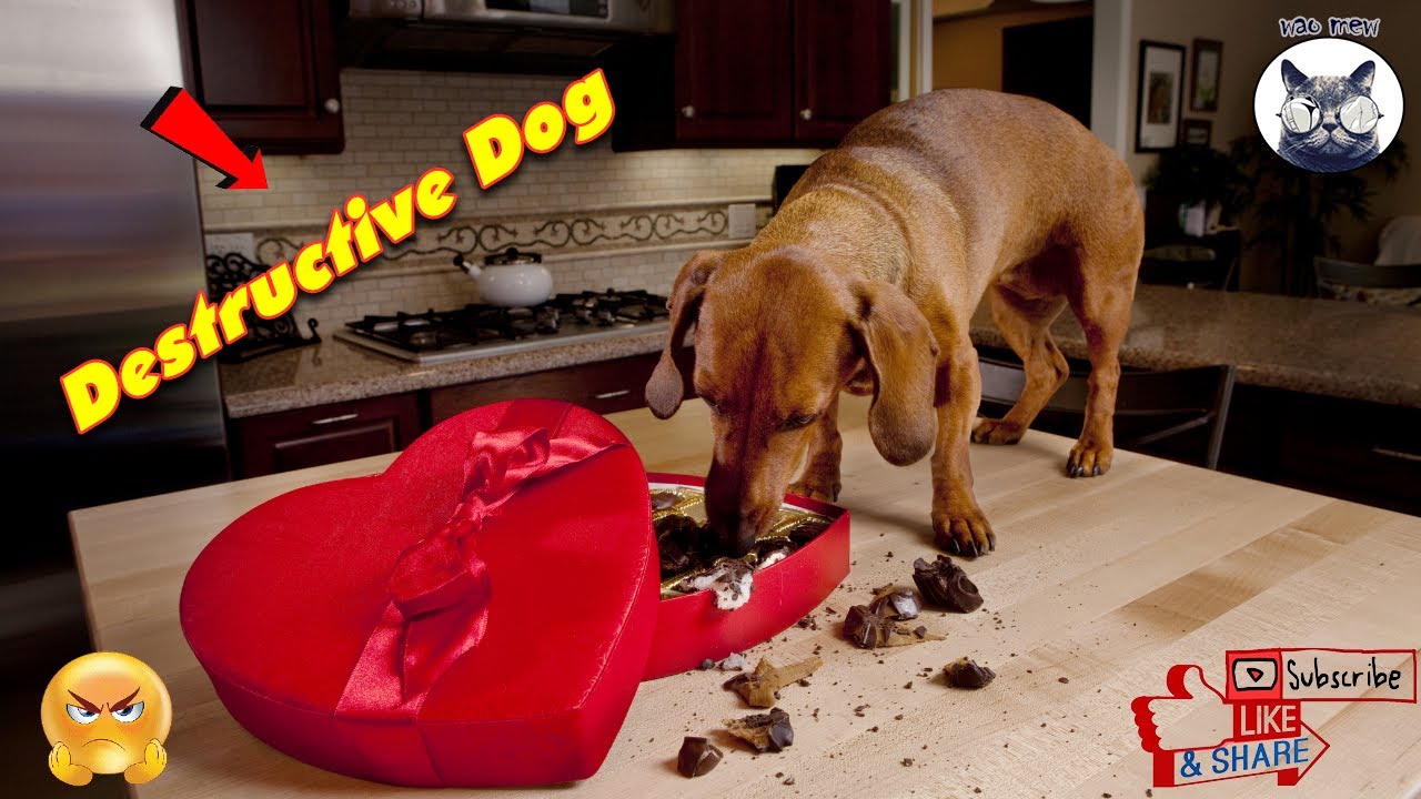 Silly Dog pranks🐶🐶🐶 fun with cute Dogs🥰🥰🥰 - YouTube