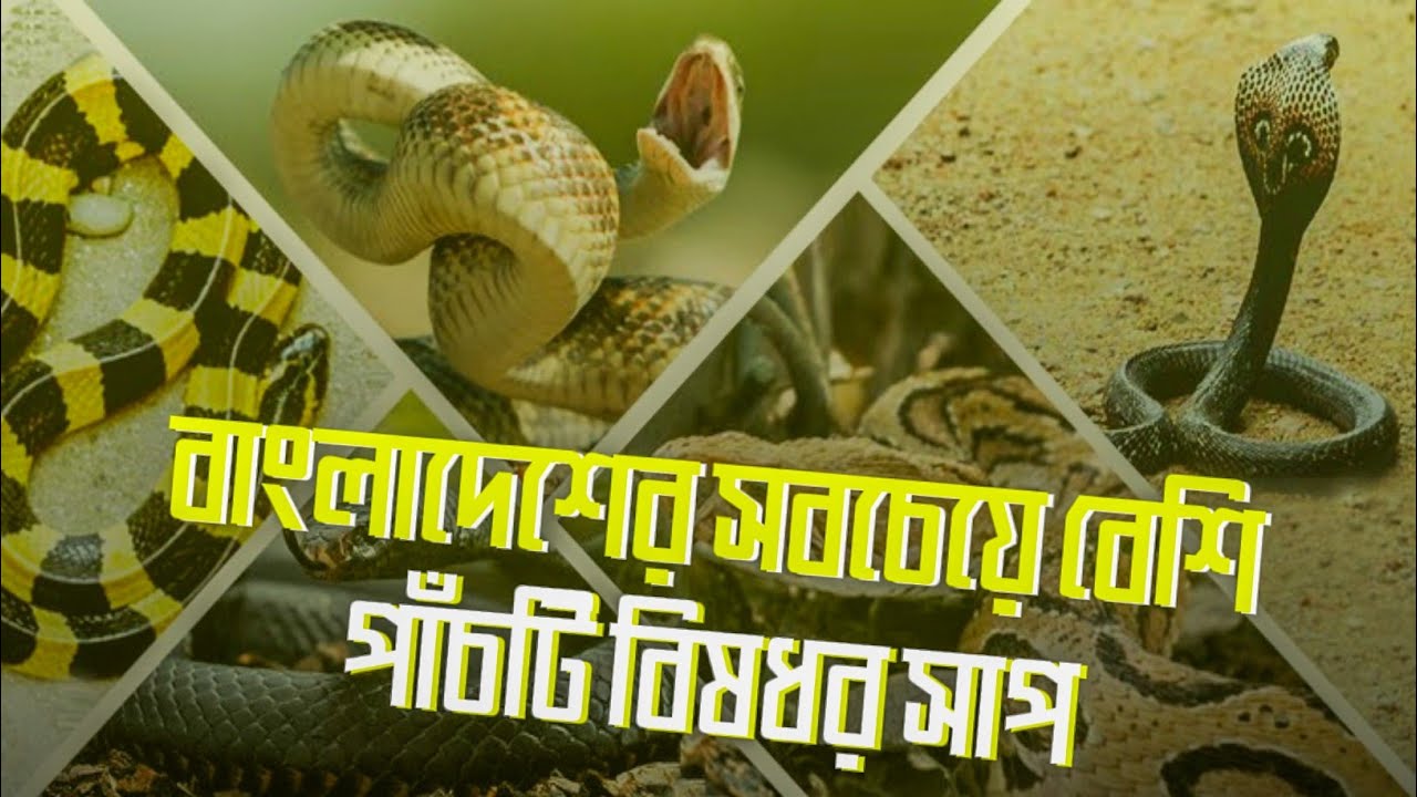 বাংলাদেশের সবচেয়ে বেশি পাঁচটি বিষধর সাপ | Five most poisonous snakes ...