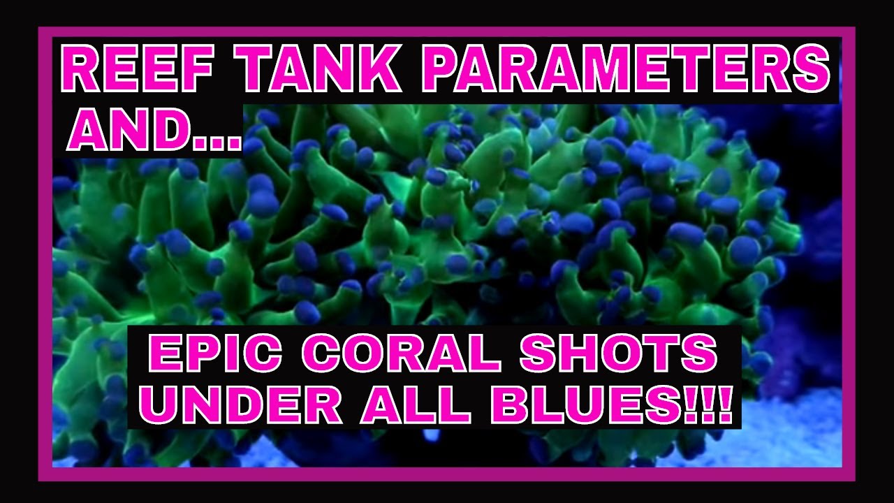 75 Gallon Reef Tank - Reef Tank Parameters - YouTube