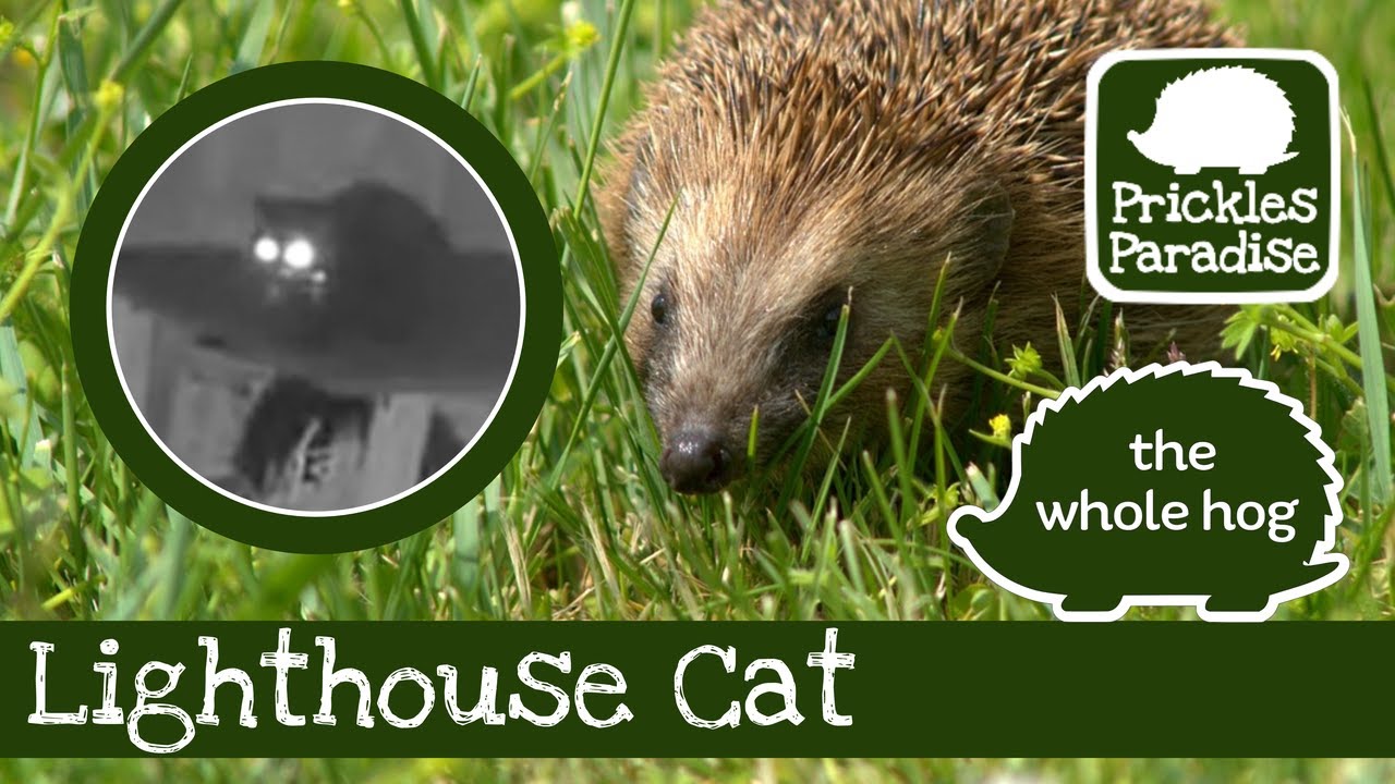 Lighthouse cat | Cat loves the hedgehogs - YouTube