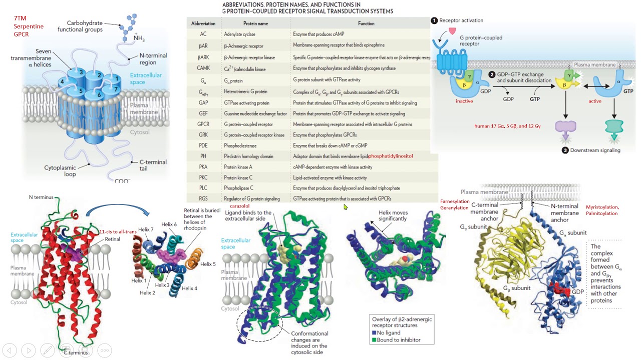 señalización 7TM GPCR proteína G heterotrimérica rodopsina bioquímica ...
