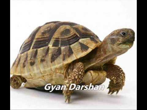 कछुआ घर में रखने से मिलते है ये लाभ | Ghar Mein Kachuwa Rakhne Se Labh ...