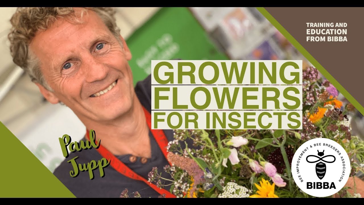 Growing Flowers for Insects - Paul Jupp - YouTube