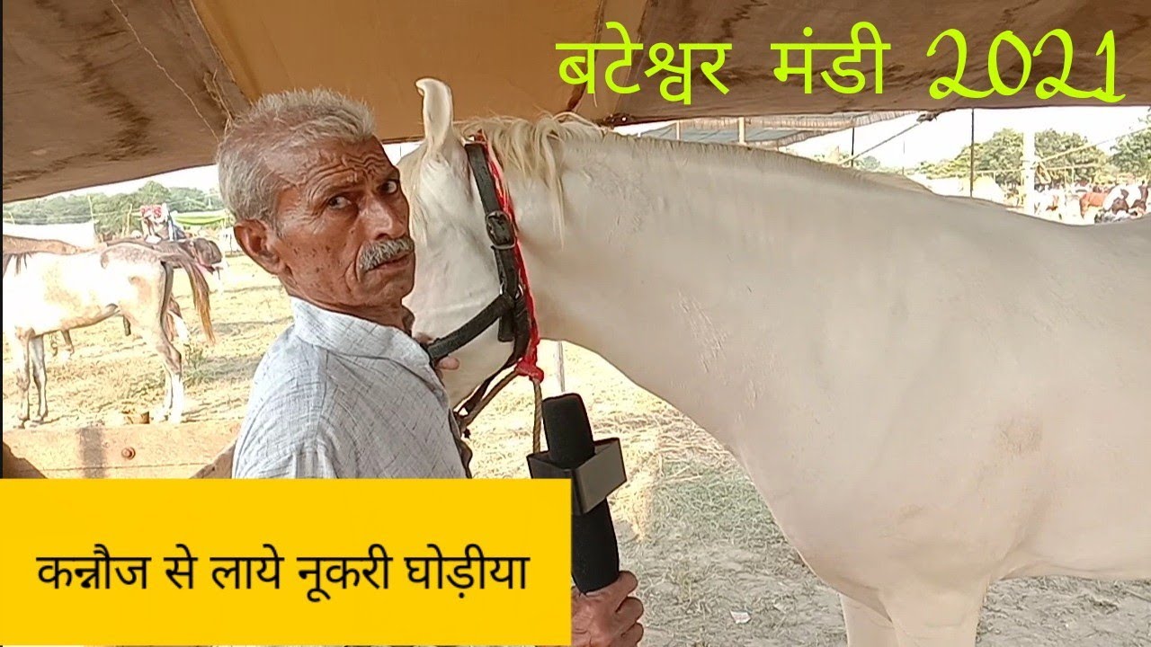 Bateshwar horse fair 2021 कन्नौज से लाये नूकरी घोड़ीया - YouTube