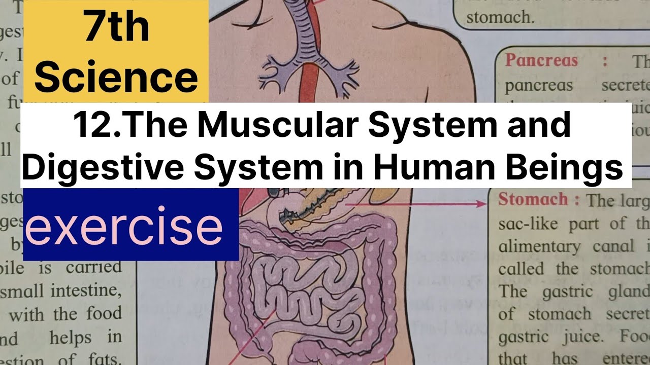 #7th#science #chapter 12 Muscular System and Digestive System in Human Beings #exercise # ...
