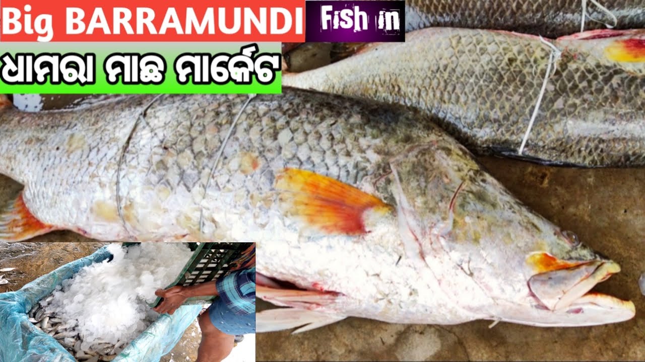 BHADRAK FAMOUS FISH MARKET || DHAMARA FISH MARKET - YouTube