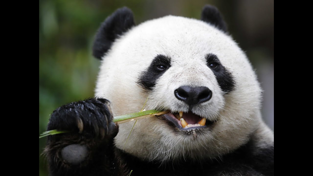 National geographic - Life of Panda - BBC wildlife animal documentary ...