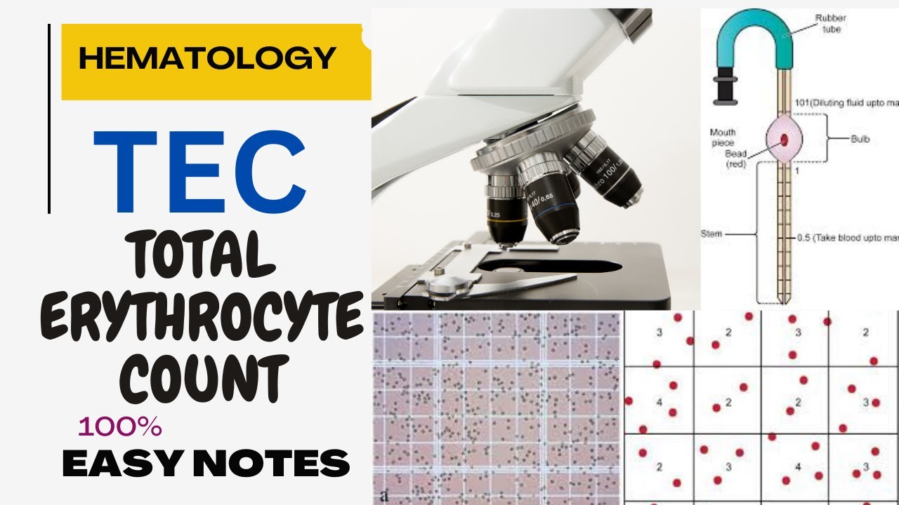 Introduction of TEC total erythrocyte count l estimation of TEC l TEC ...