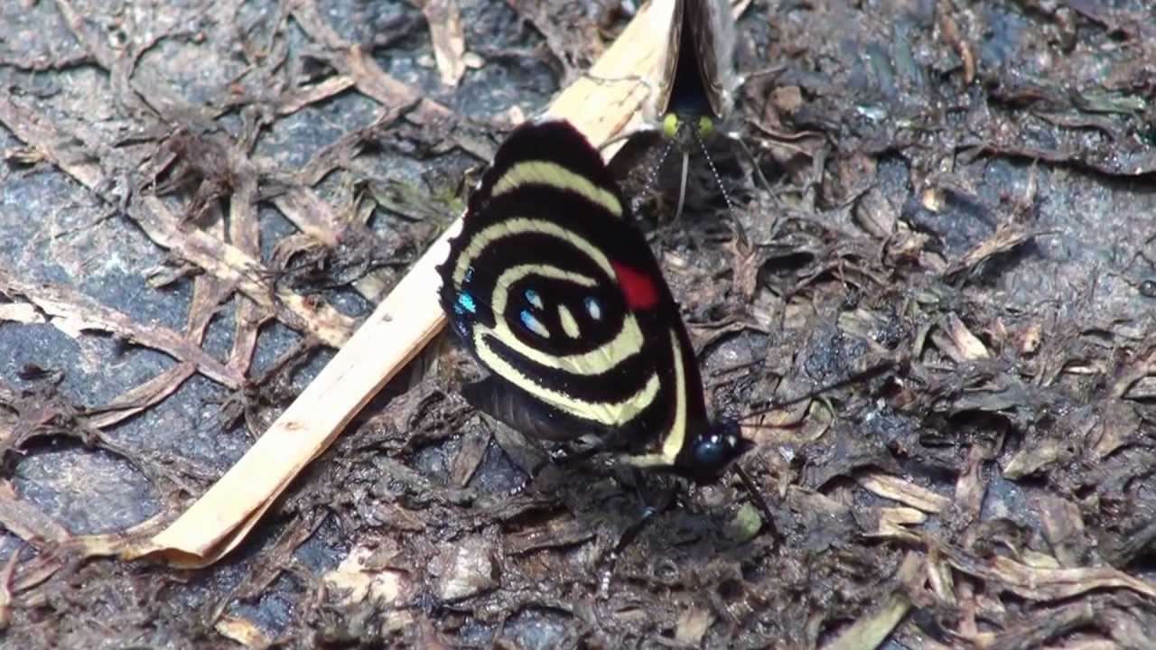 MARIPOSAS - Pará miní (Callicore hydaspes) - YouTube