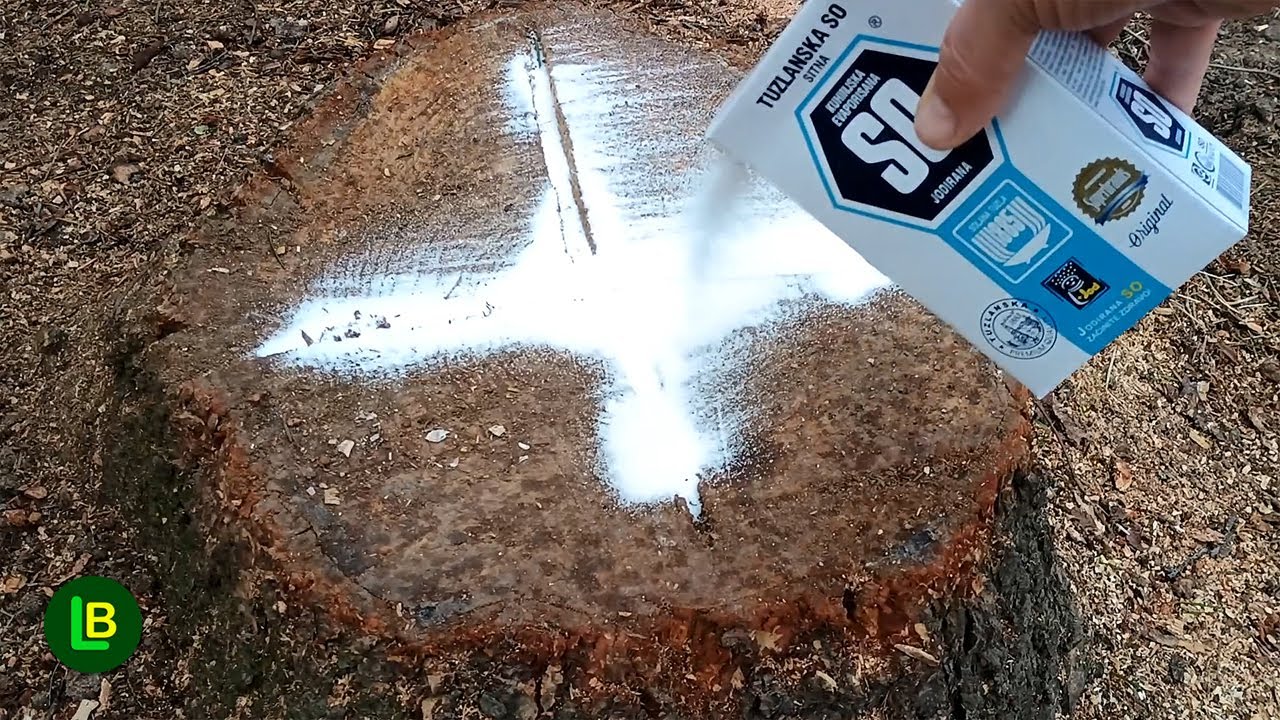 How to destroy Tree Stumps and Roots — and Prevent Regrowth - YouTube