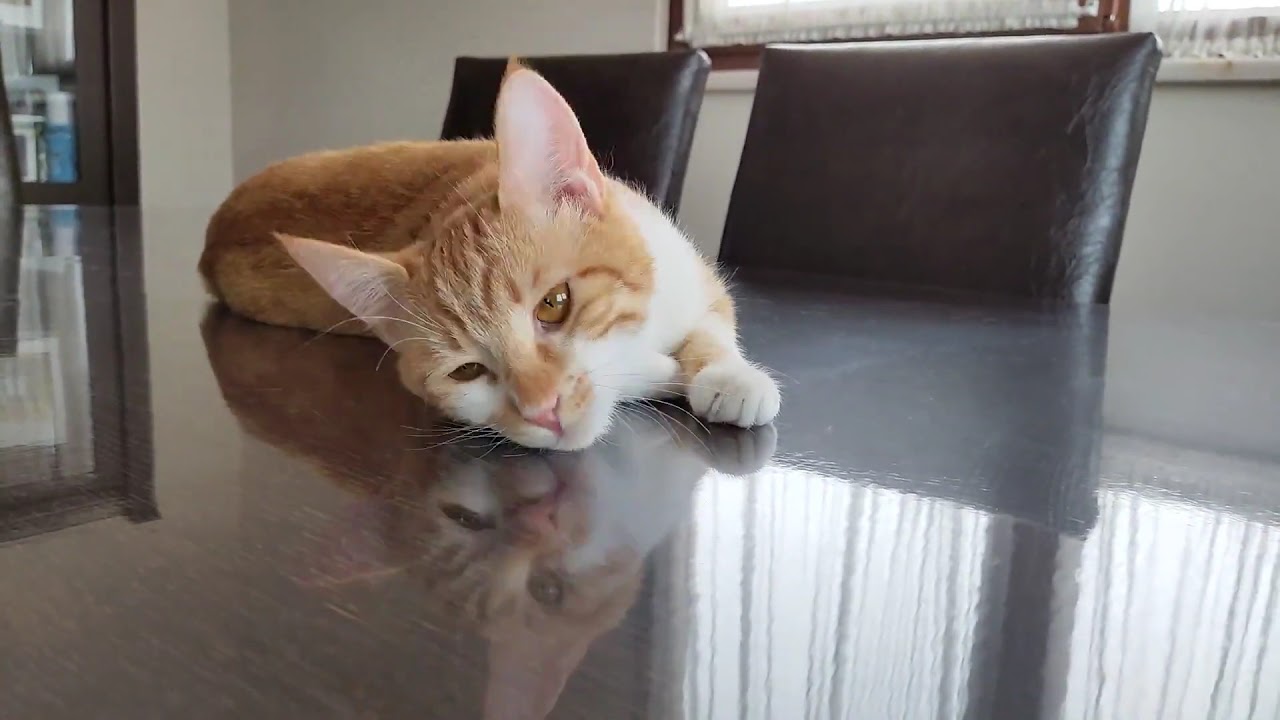 KOMİK KEDİ VİDEOSU: Sarman ve Masa (FUNNY CAT VIDEO: Sarman; Sarman cat ...