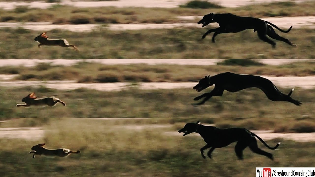 shikar hi shikar 2022 | greyhound chasing rabbit | wildlife - YouTube