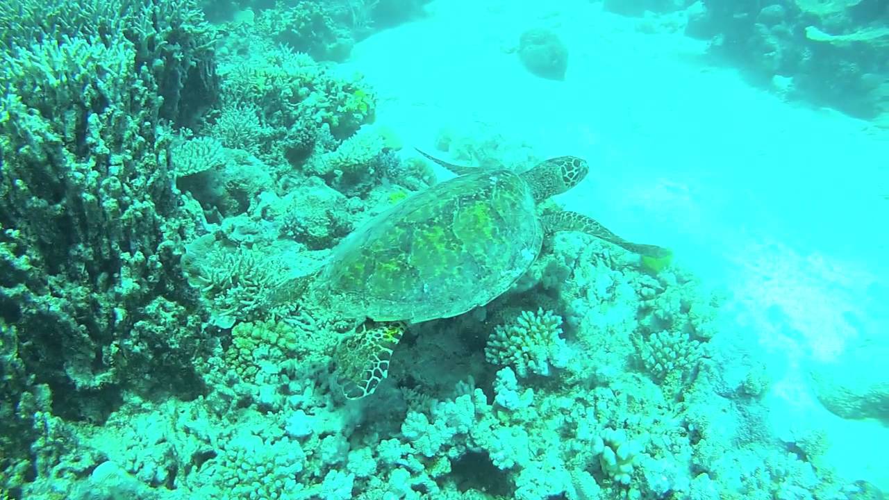 1 Minute Video of The Great Barrier Reef - YouTube