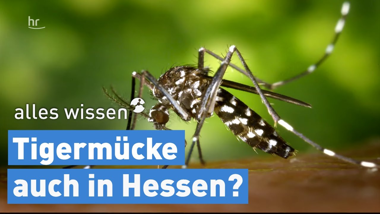 Wie Gef hrlich Ist Die Asiatische Tigerm cke Alles Wissen YouTube wie-gef-hrlich-ist-die-asiatische-tigerm-cke-alles-wissen-youtube