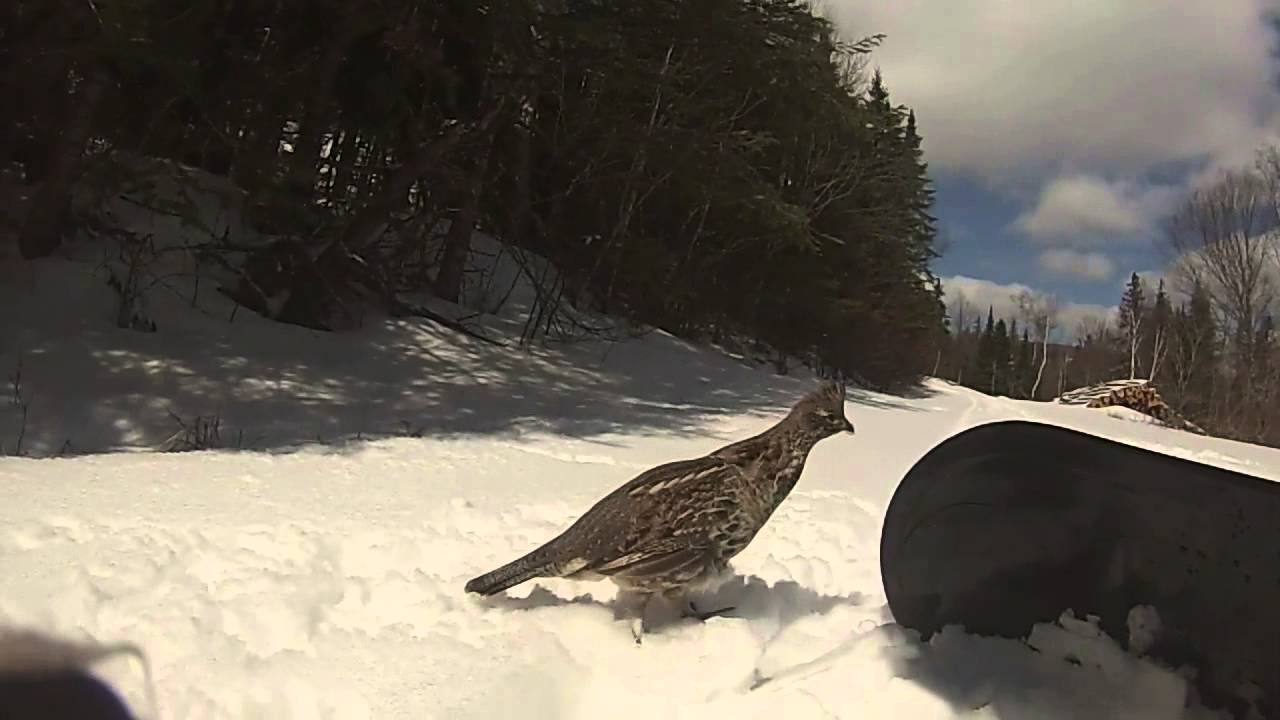 Grouse attack - YouTube