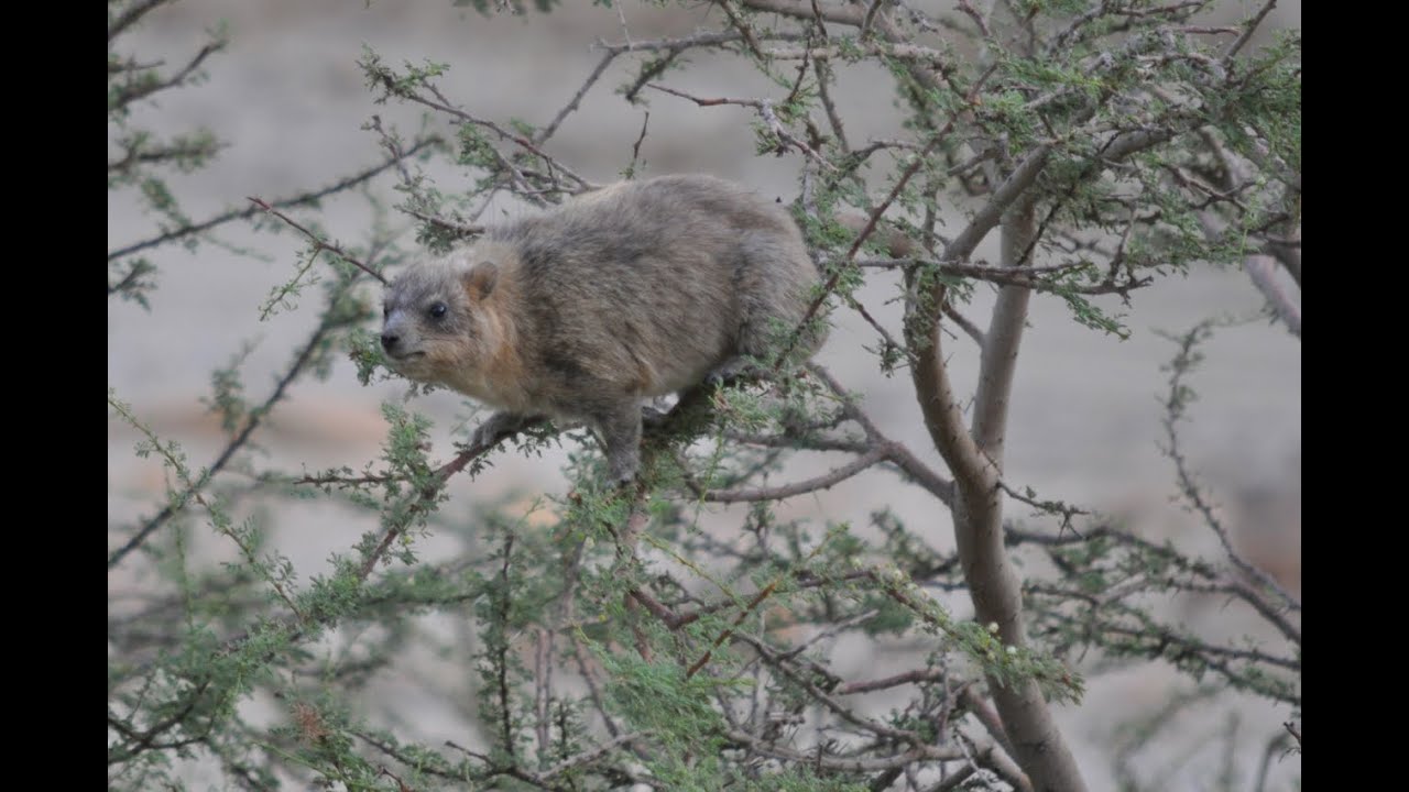 Angry Hyrax - YouTube