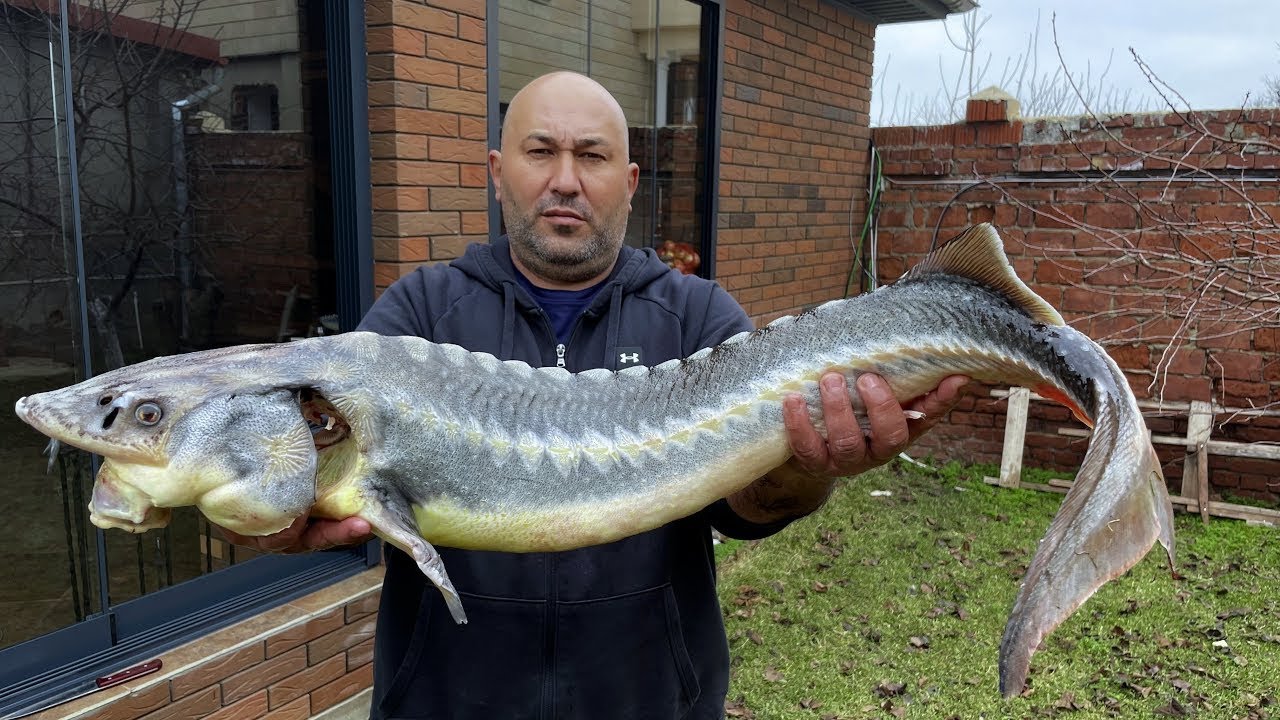 Sturgeon Giant - cooked whole in the oven - YouTube