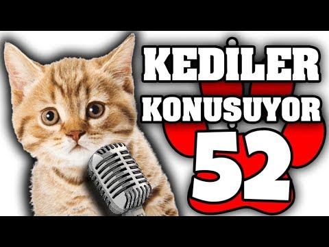 Konuşan Pisiler #52 - En Komik Kedi Videoları