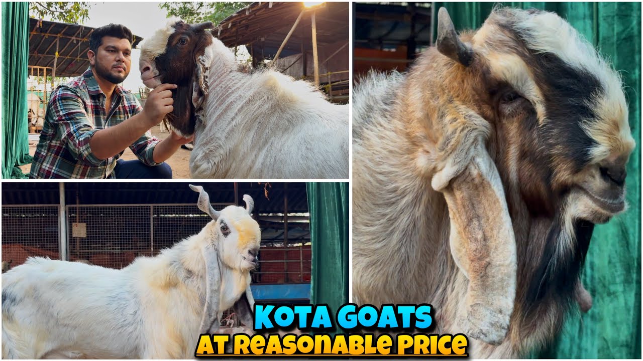 KOTA & MALWA Goats At Very REASONABLE PRICE !!! Only at PANVEL Goat ...