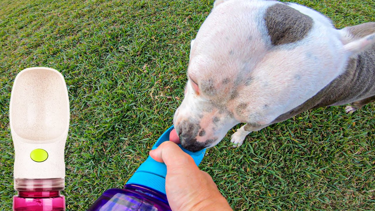 BRB pets hydrosmart pro review: portable hydration for dogs - YouTube