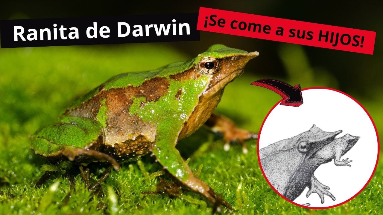 La RANA de DARWIN (Rhinoderma darwinii)| Un animal en PELIGRO de ...