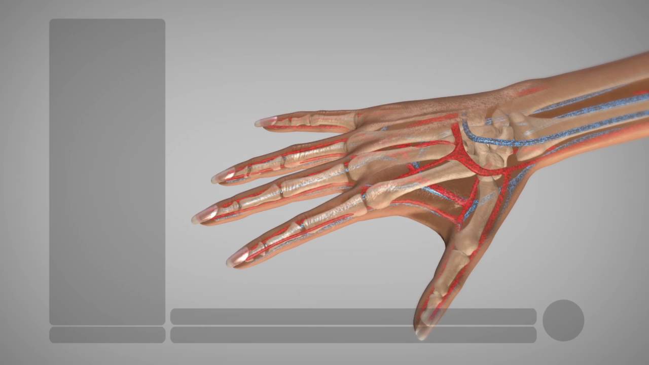 LED Light Therapy animation of the hand - YouTube