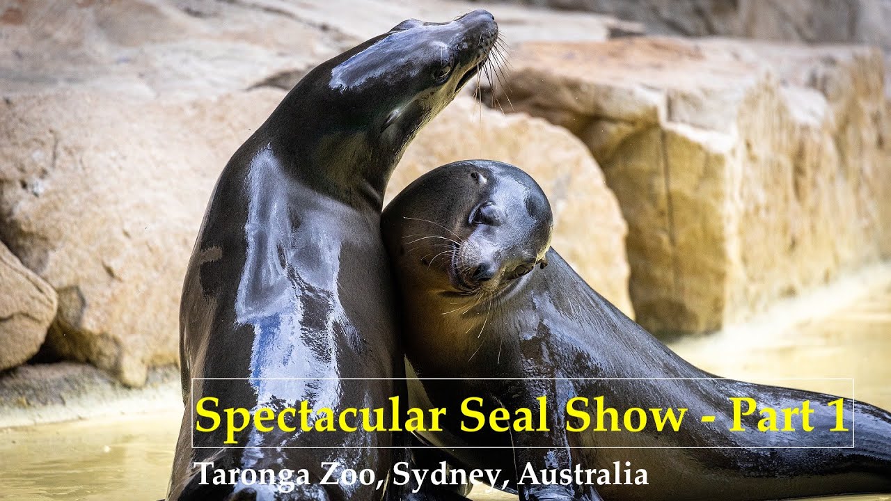 Spectacular Seal show - Part 1, Taronga Zoo, Sydney, Australia - YouTube