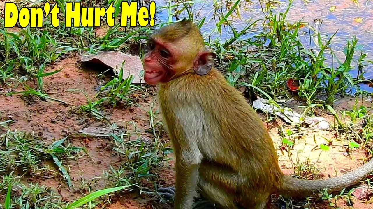 Super Scary! Baby Monkey Nora Full Of Scared Right Now Coz Sankra ...