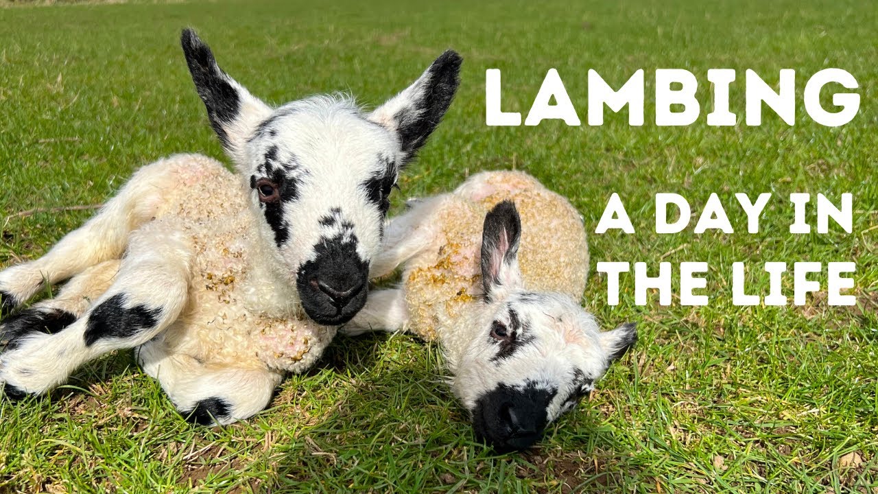 Lambing | A Day In The Life - YouTube