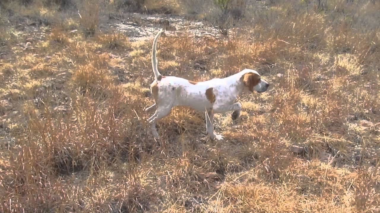 JUNNO (ELHEW POINTER), FOUR MONTHS . - YouTube