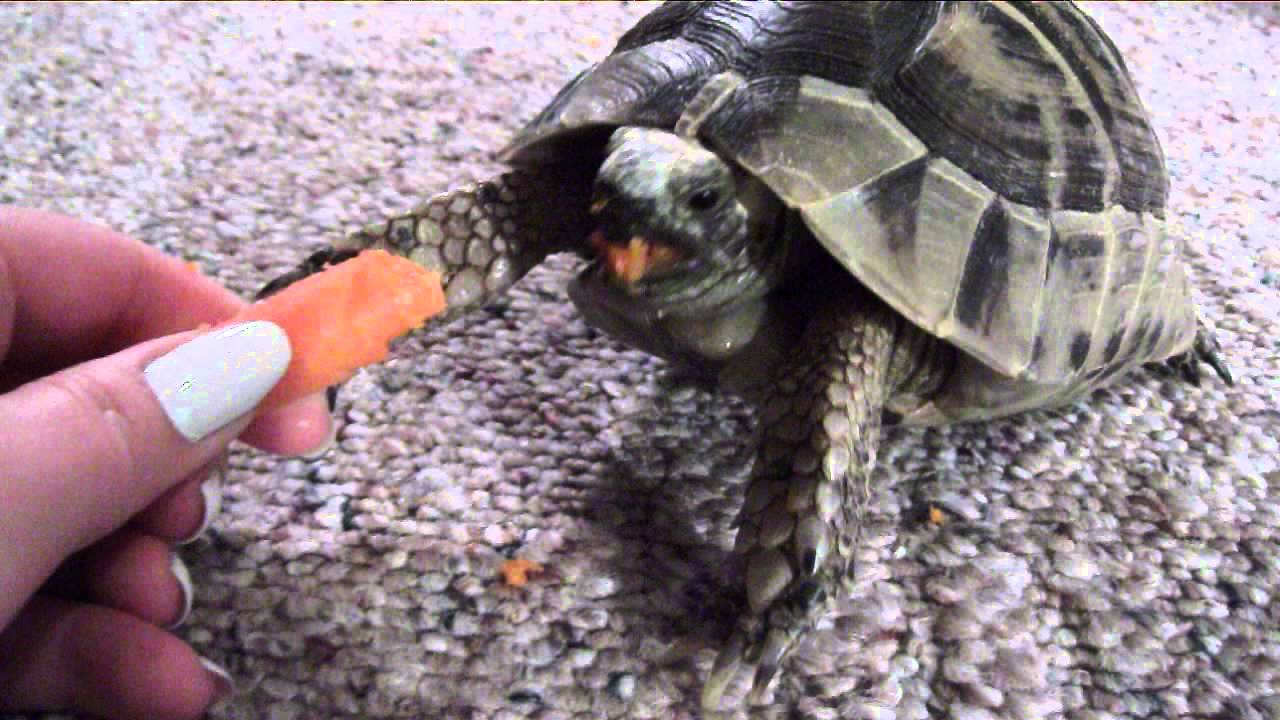 My Greek tortoise loves carrots and he will chase you for it :) - YouTube