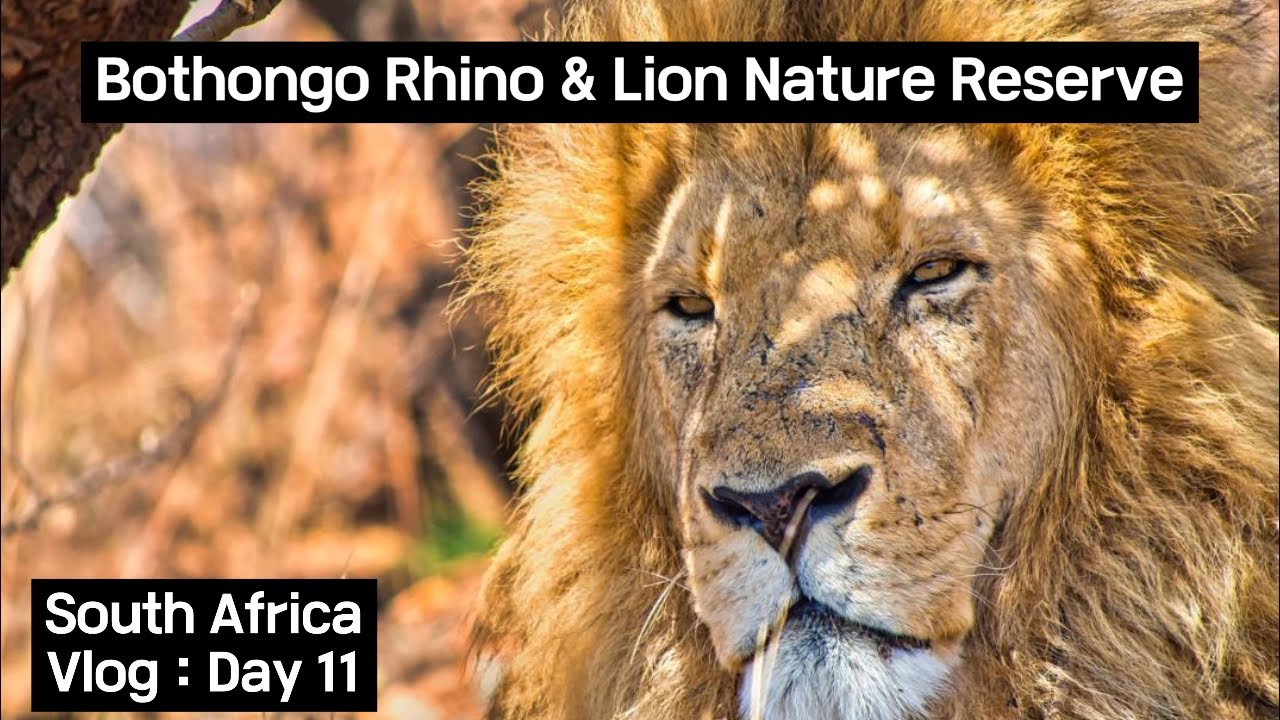 Bothongo Rhino & Lion Nature Reserve | Popular wildlife reserve | South ...