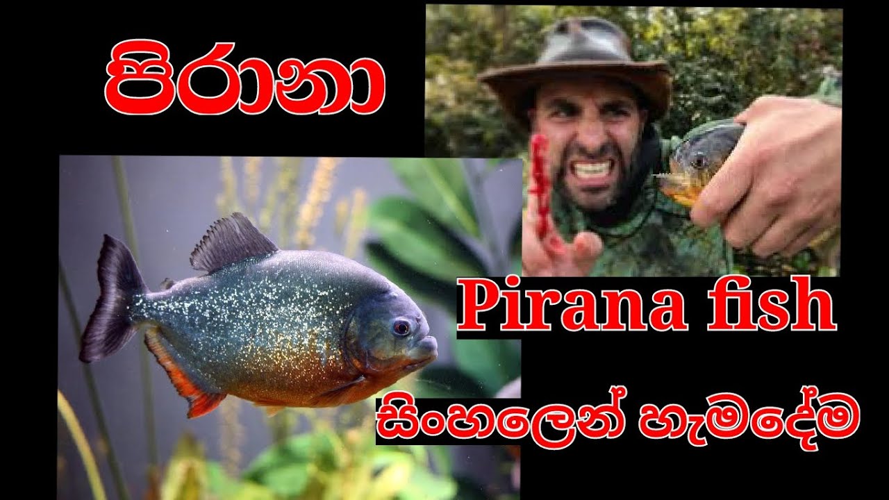 pirana fish / sinhala video new - YouTube