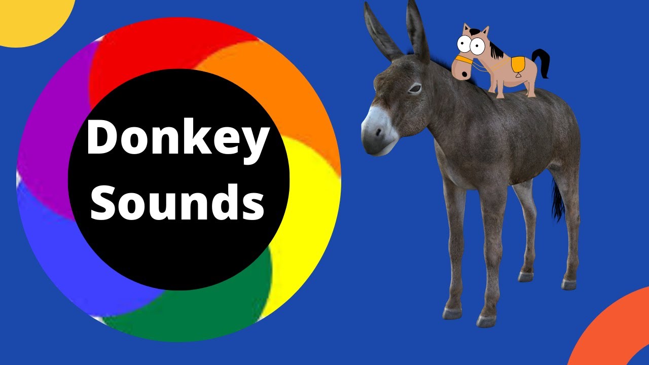 Donkey Sounds | Donkey Sounds for Kids | donkey sounds effect | crazy ...