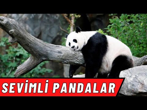 Sevimli Pandalar I Türkçe Dublaj Belgesel