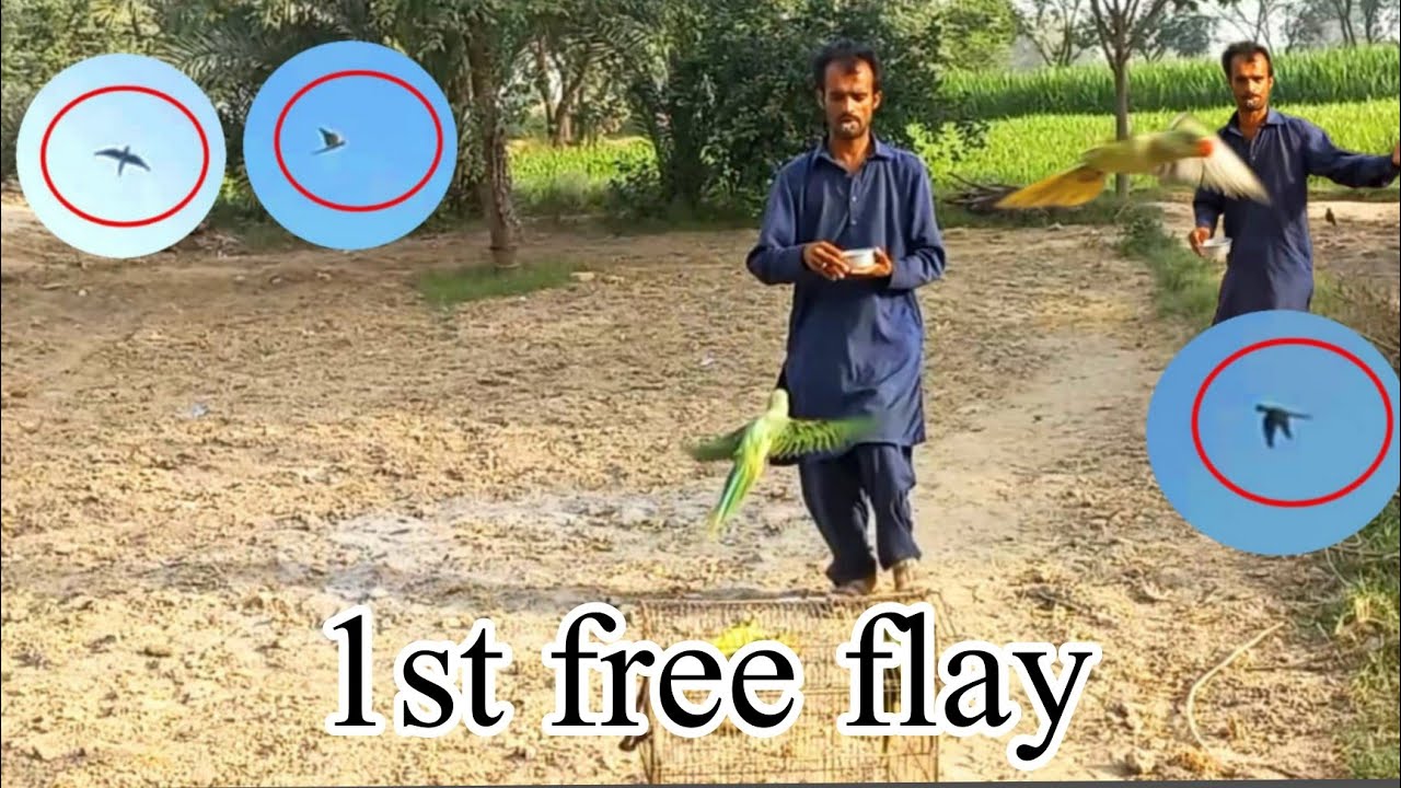 1st alexandrine rw parrot free flay&training&taking - YouTube