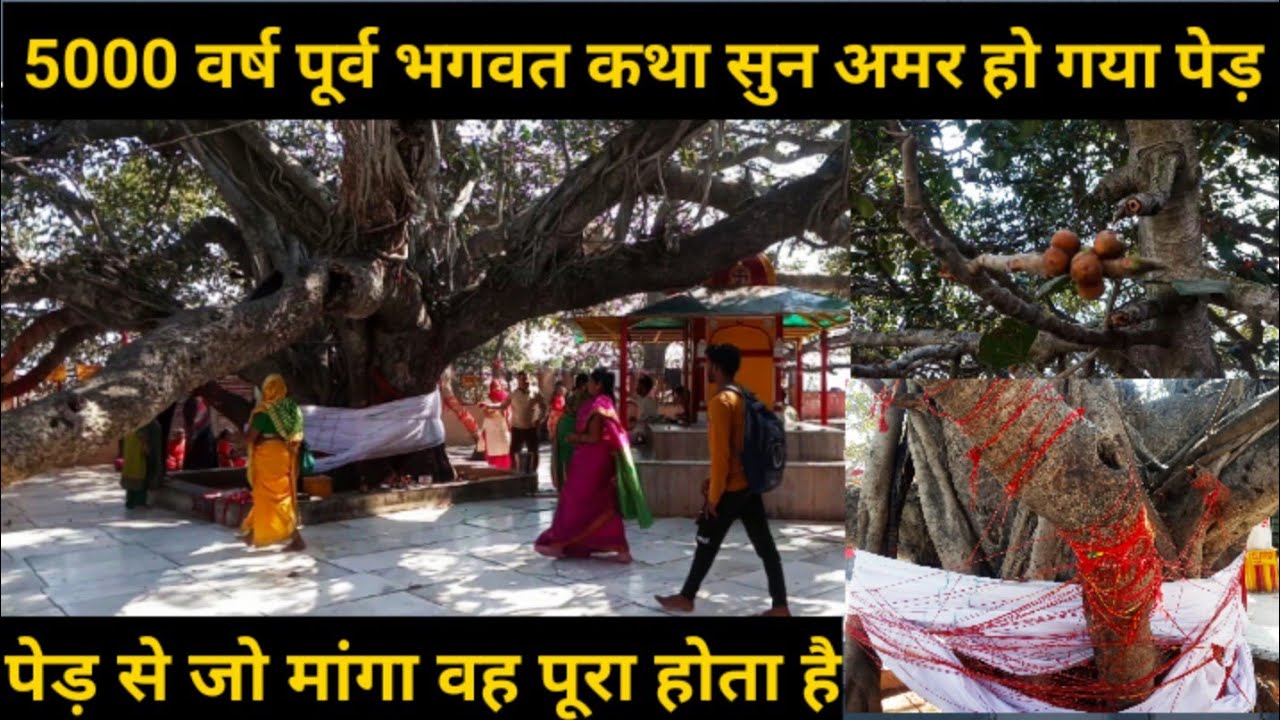 5000 years old tree | राजा परीक्षित ने यहां सुनी थी भागवत कथा सुखदेव जी ...
