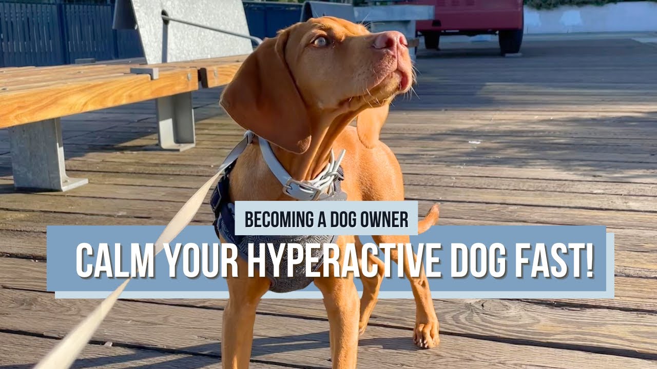 Proven Tips to Manage Your Hyperactive Dog | Expert Dog Training Guide ...