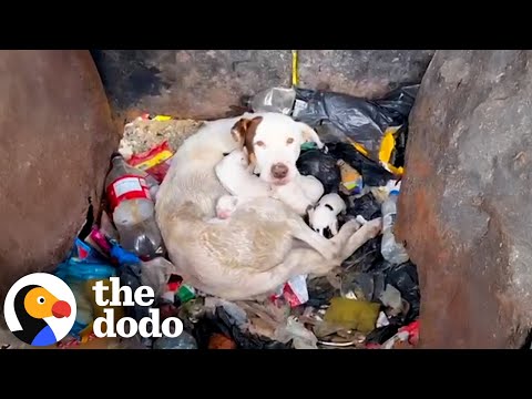 Mama and Her TINY Pups Get Rescued From The Trash Together | The Dodo