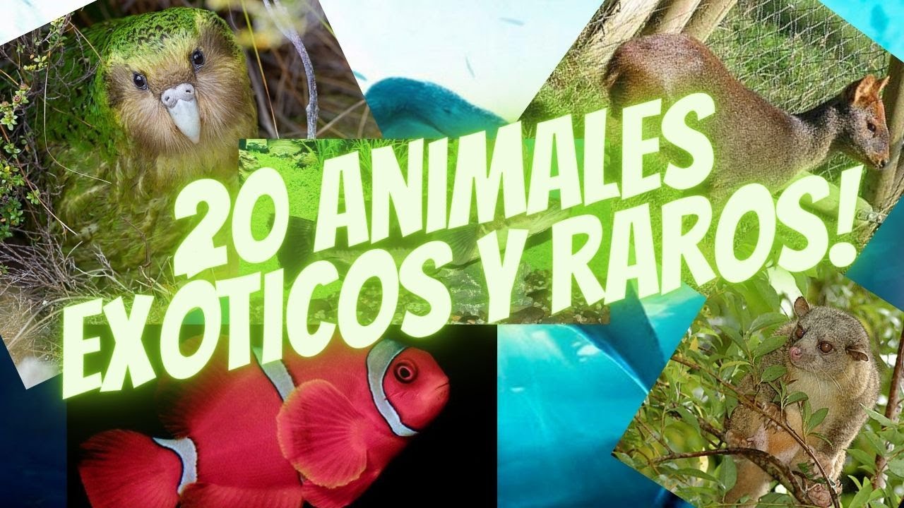 Animales exóticos y raros del mundo 2023 - YouTube