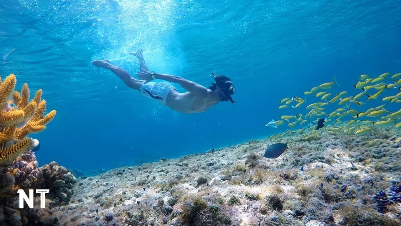 Your Snorkeling Graduation: From Beginner to Pro - YouTube