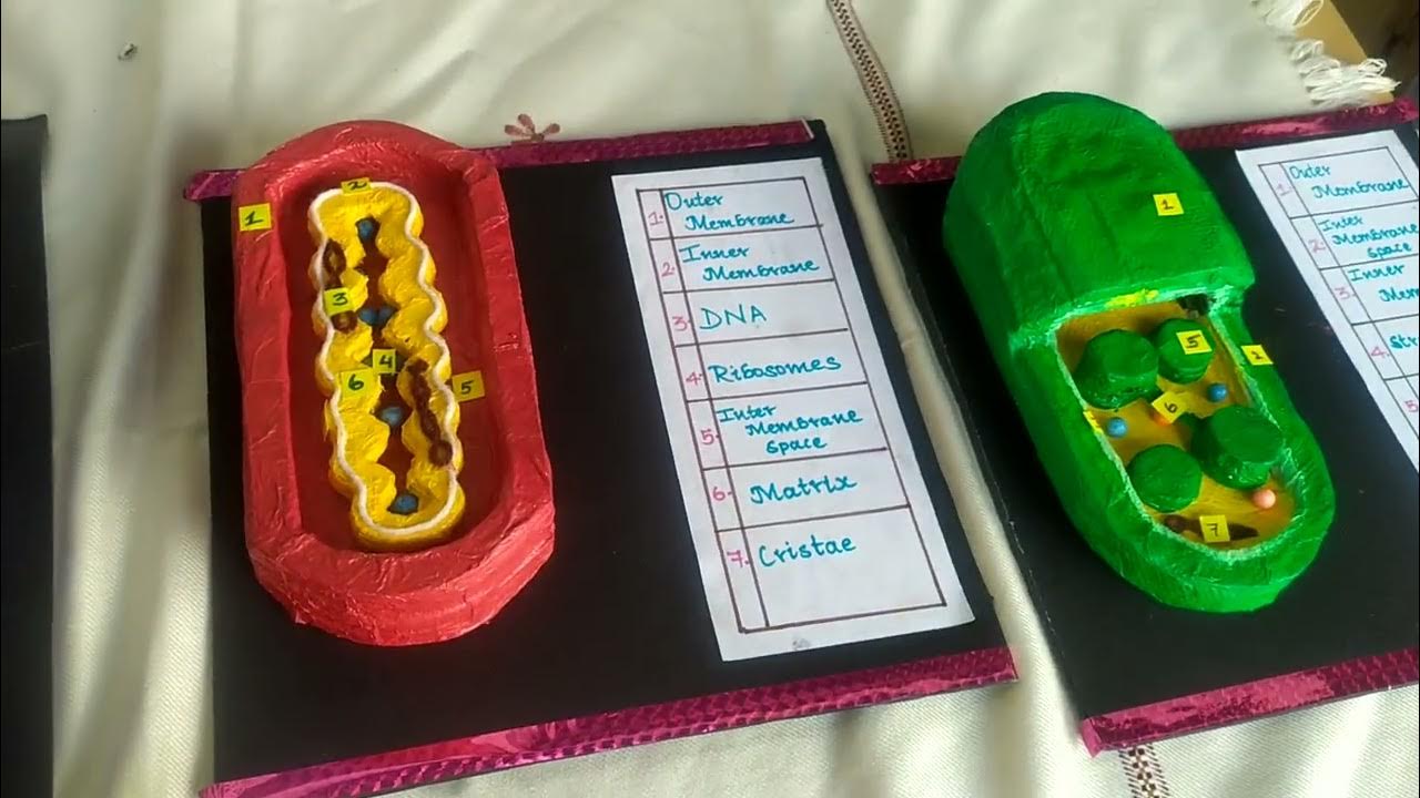 cell organelles project by students - YouTube