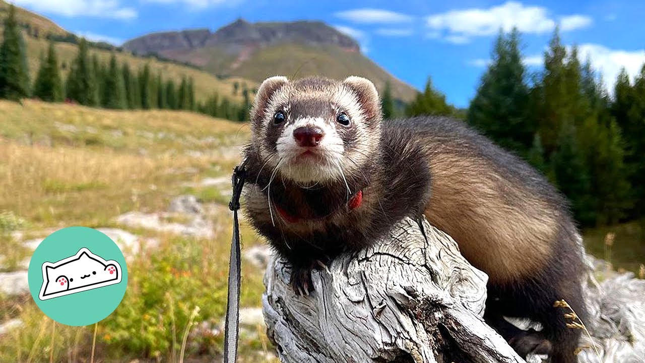 Girl Surprises With Ferret on Shoulder When She's Traveling | Cuddle ...