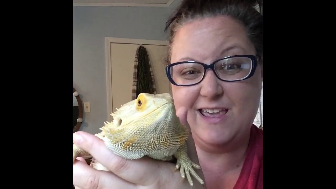 Toothless the Bearded Dragon - YouTube