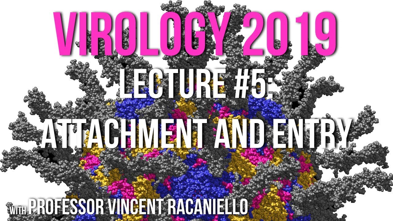 Virology Lectures 2019 #5: Attachment and Entry - YouTube