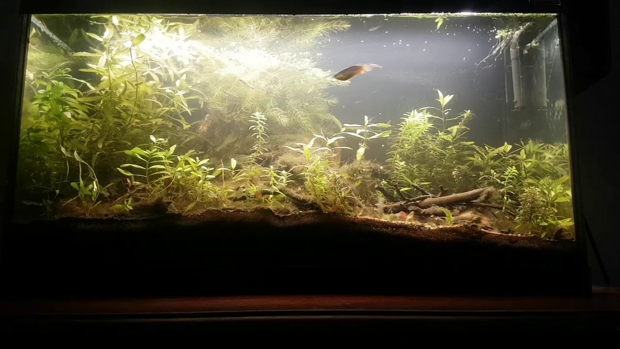 30 Gallon Subtropical Asian Stream Biotope - 24/02/2018 - YouTube