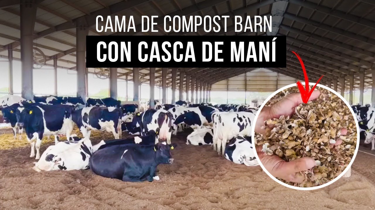 El manejo del Compost Barn en la Finca EL MONCHO en Córdoba, Argentina ...